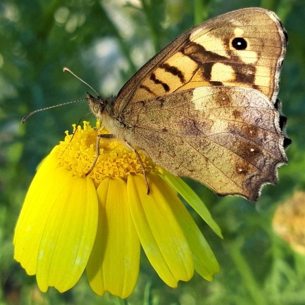 Butterfly species of all families in Crete, Greece in A-Z order