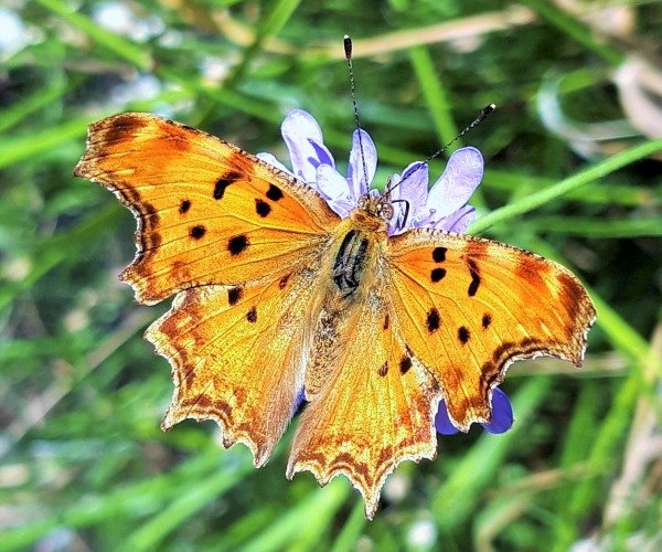 Butterfly species of all families in Crete, Greece in A-Z order