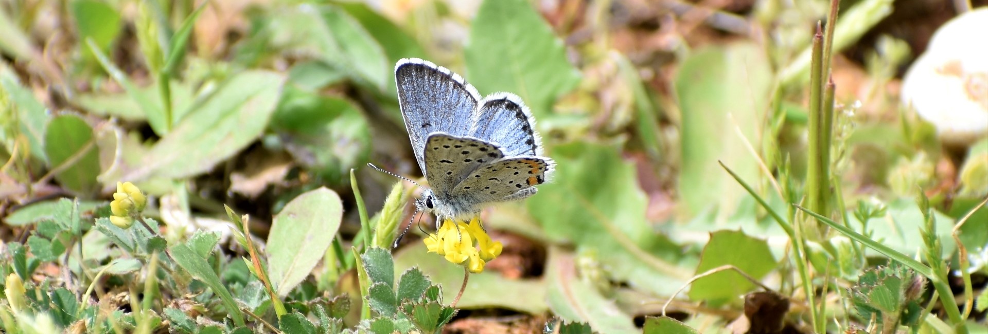 Pseudophilotes vicrama in Crete, Greece - butterfliesofcrete.com