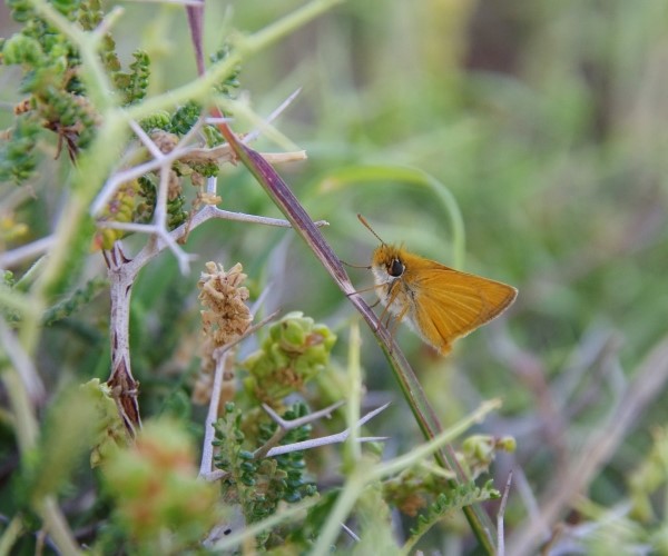 Thymelicus sylvestris in Crete, Greece (Small Skipper ...