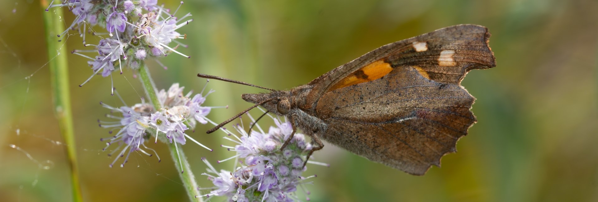 Η Libythea celtis στην Κρήτη (Nettle Tree Butterfly ...