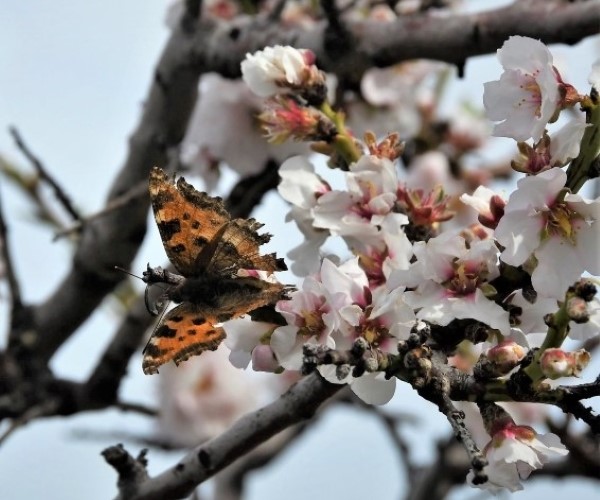 Nymphalis polychloros in Crete (Large Tortoiseshell ...