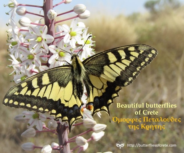 Butterflies of Crete photo album- butterfliesofcrete.com