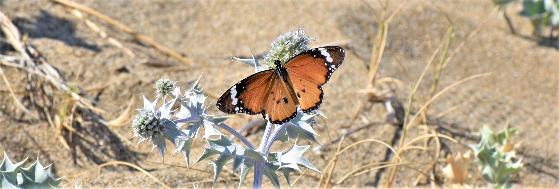Butterflies of Crete, Greece - All about butterfly species of Crete
