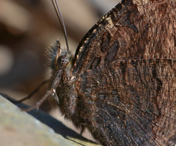 Nymphalis polychloros in Crete (Large Tortoiseshell ...