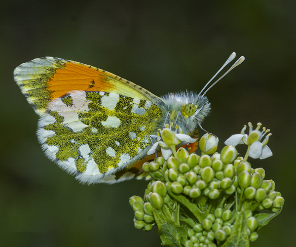 Missing butterflies of Crete - butterfliesofcrete.com