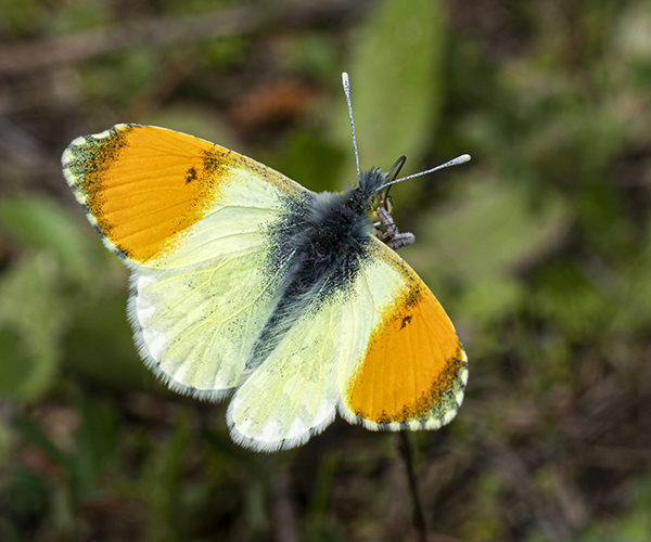 Missing butterflies of Crete - butterfliesofcrete.com
