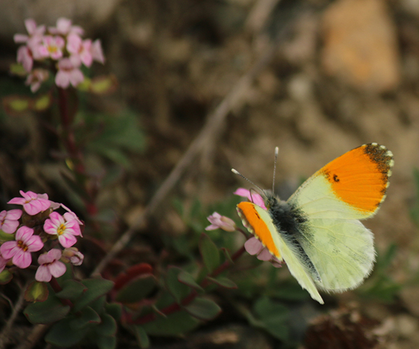 Missing butterflies of Crete - butterfliesofcrete.com
