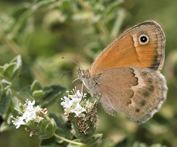 Missing butterflies of Crete - butterfliesofcrete.com