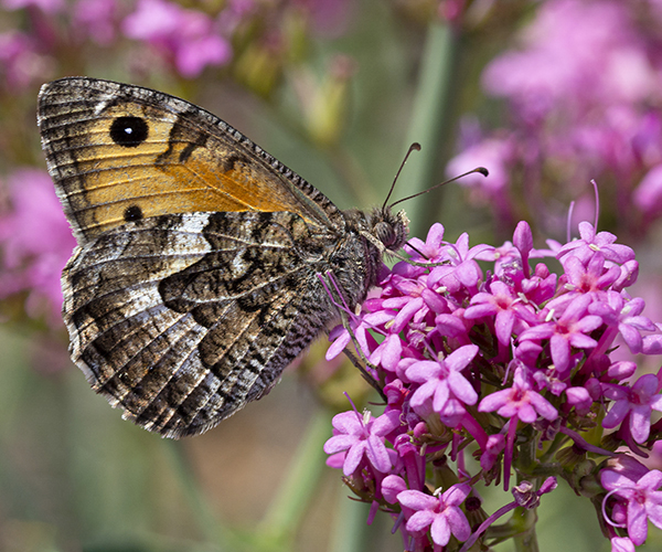 Missing butterflies of Crete - butterfliesofcrete.com