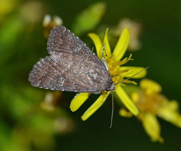Condica viscosa (Noctuidae) - Butterflies of Crete