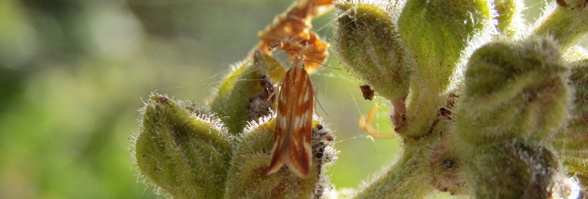 The family Gelechiidae in Crete - butterfliesofcrete.com