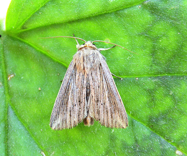 Mythimna riparia (Noctuidae) - Butterflies of Crete