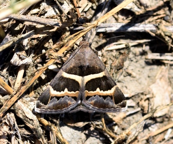 Grammodes stolida (Erebidae) - Butterflies of Crete