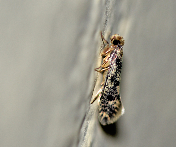 Niditinea fuscella (Tineidae) - Butterflies of Crete