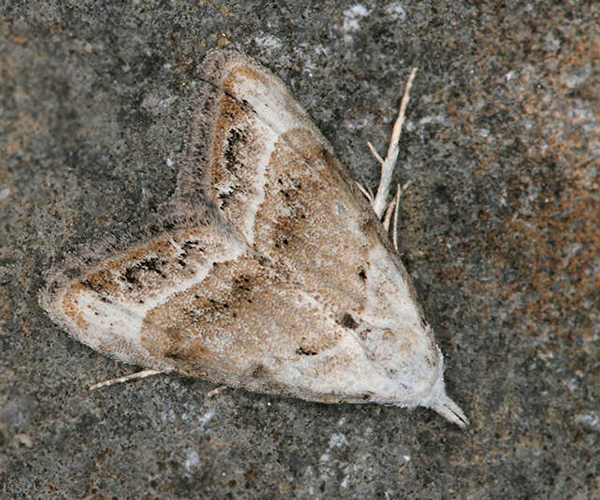 A-Z Moth Families in Crete, Greece - butterfliesofcrete.com