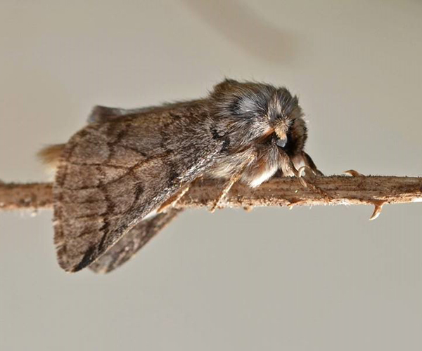 The family Notodontidae in Crete - butterfliesofcrete.com