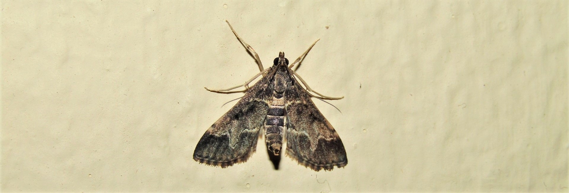 Duponchelia fovealis (Crambidae) - Butterflies of Crete