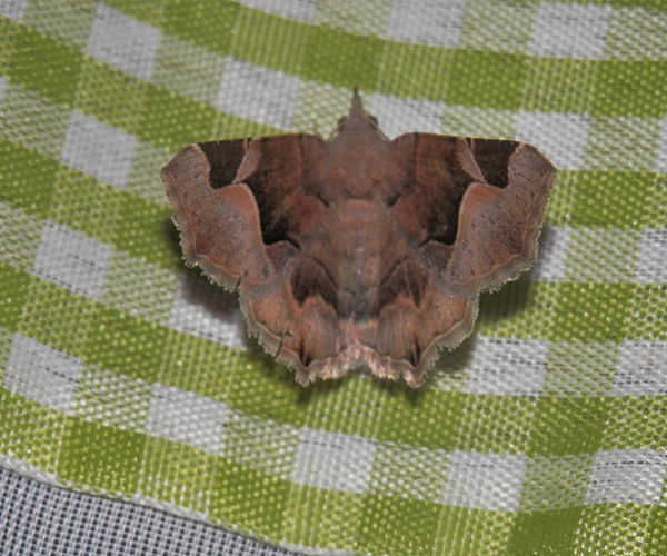 Zethes insularis (Erebidae) - Butterflies of Crete