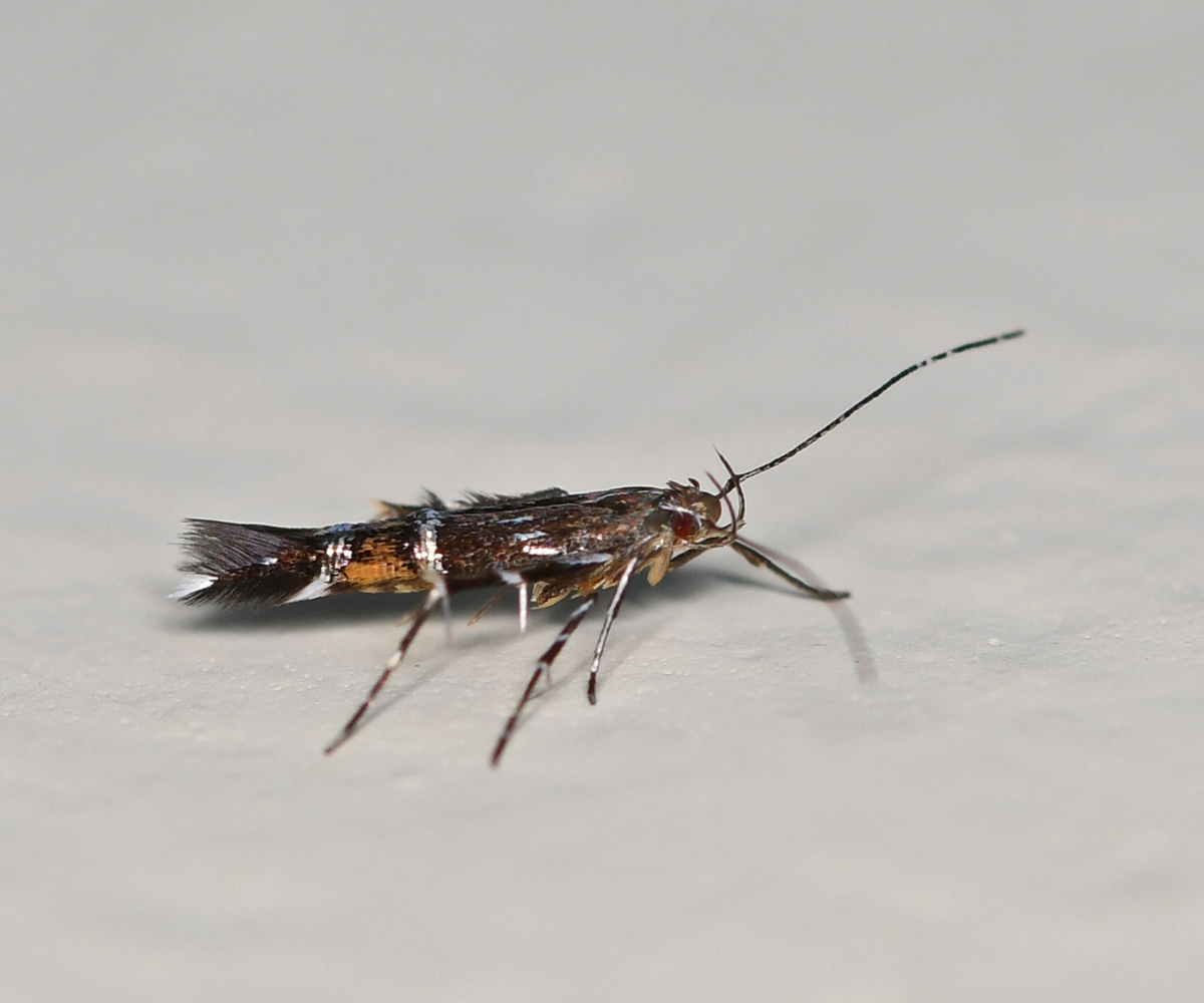 Cosmopterix pulchrimella (Cosmopterigidae) - Butterflies of Crete