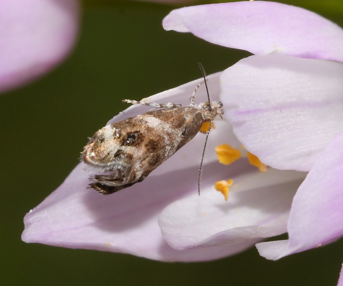 Tebenna micalis (Choreutidae) - Butterflies of Crete