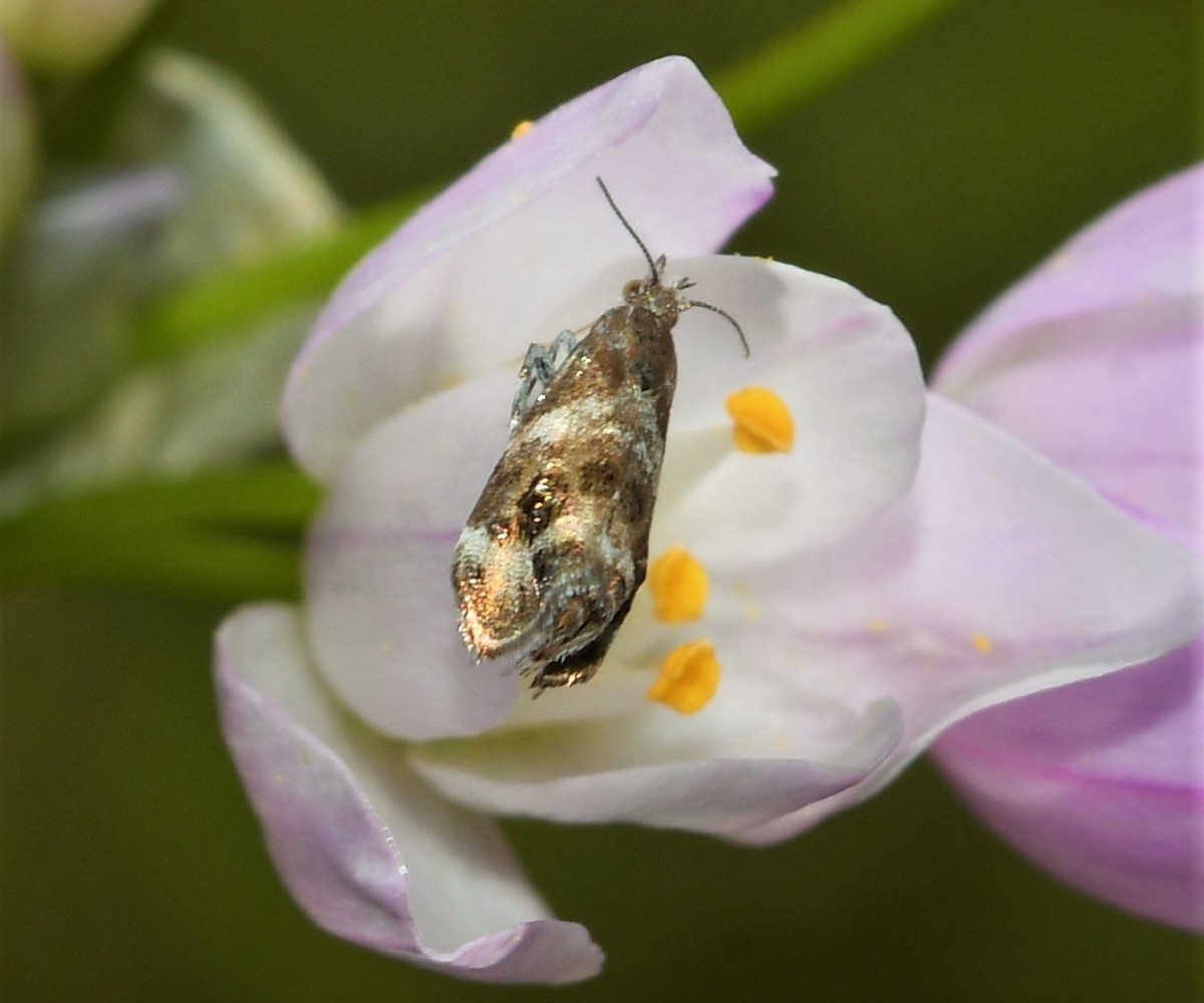 Tebenna micalis (Choreutidae) - Butterflies of Crete