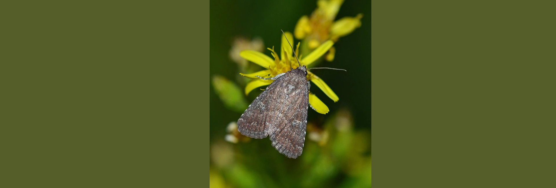 Condica viscosa (Noctuidae) - Butterflies of Crete