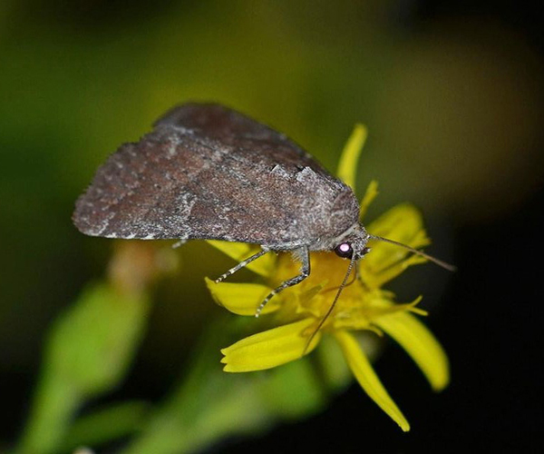 Condica viscosa (Noctuidae) - Butterflies of Crete