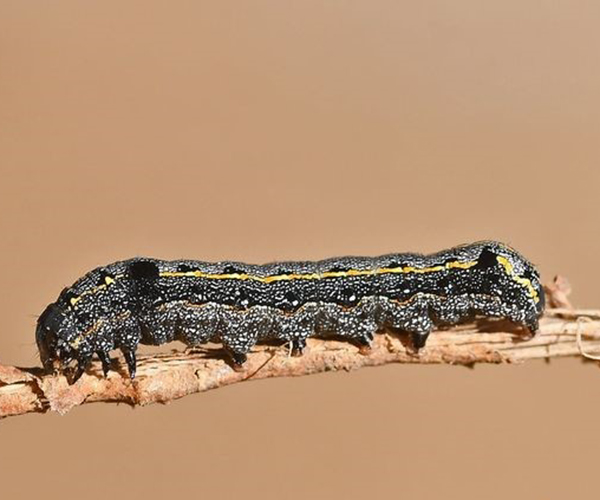 Spodoptera littoralis (Noctuidae) - Butterflies of Crete