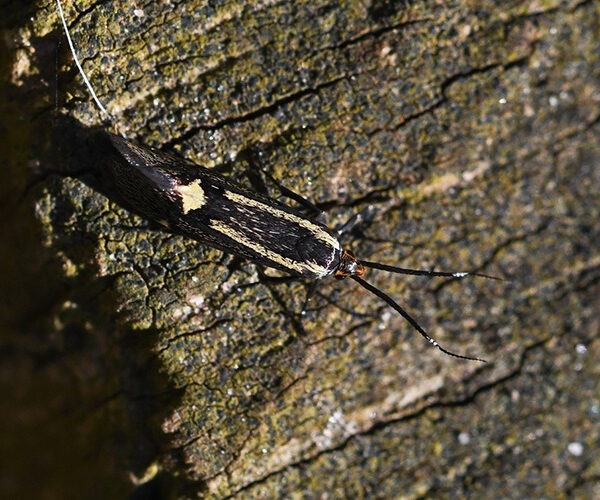 Esperia sulphurella (Oecophoridae) - Butterflies of Crete