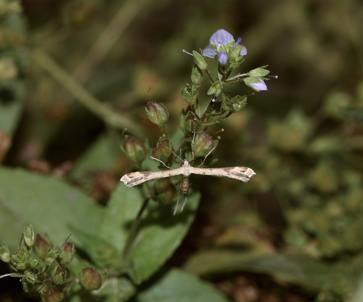 Stenoptilodes taprobanes (Pterophoridae) - Butterflies of Crete