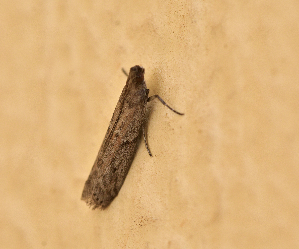 Cadra figulilella (Pyralidae) - Butterflies of Crete
