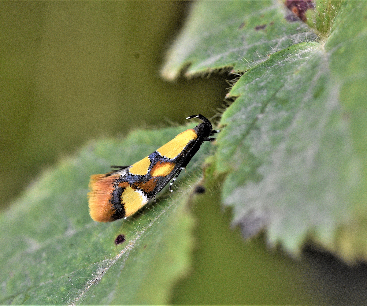 Callima cretensis (Oecophoridae) - Butterflies of Crete