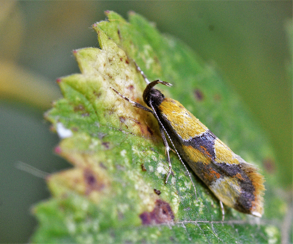 Callima cretensis (Oecophoridae) - Butterflies of Crete
