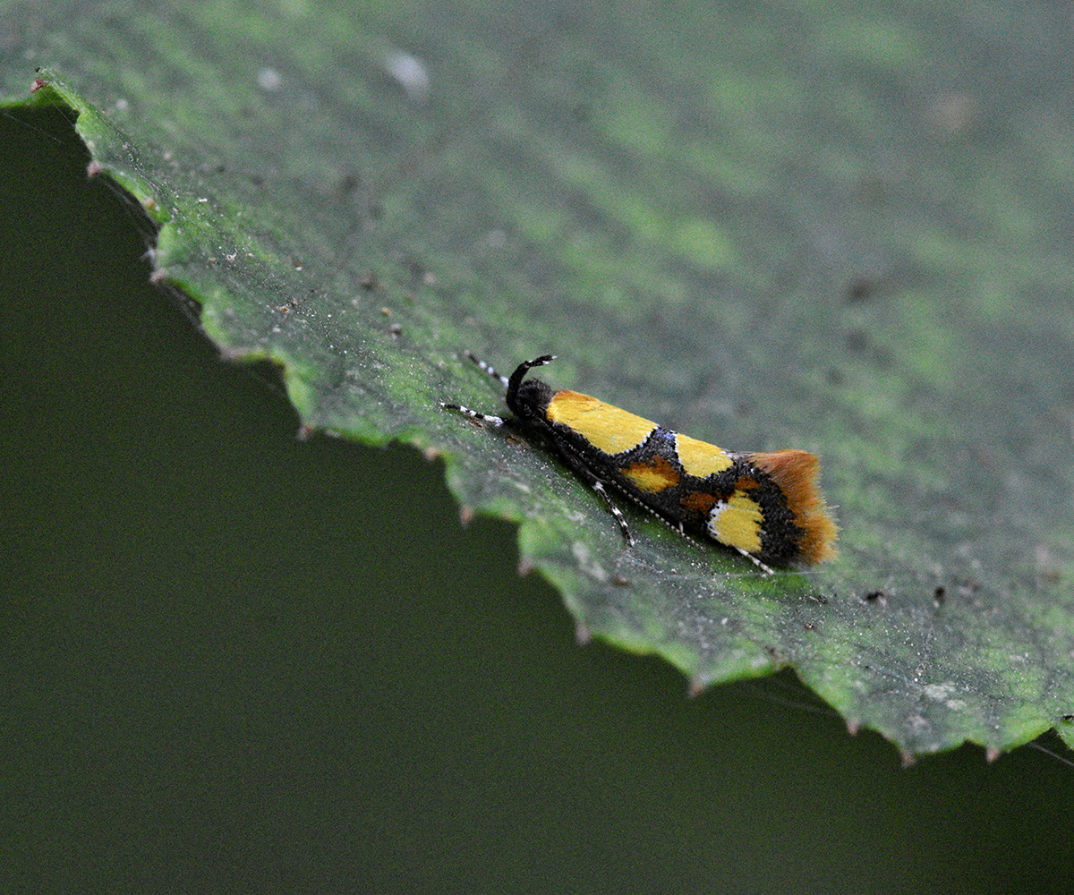 Callima cretensis (Oecophoridae) - Butterflies of Crete