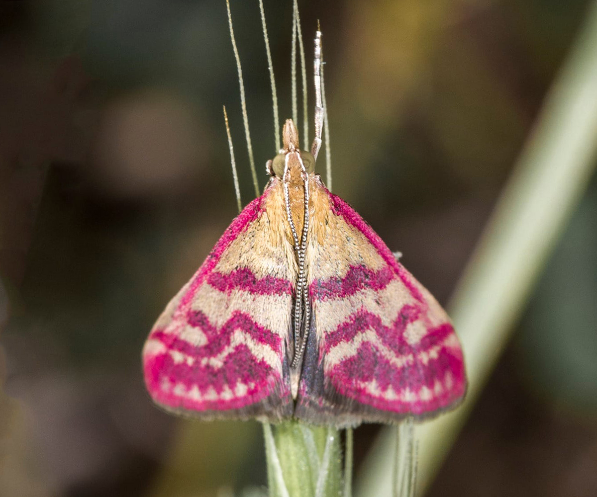 Pyrausta virginalis (Crambidae) - Butterflies of Crete