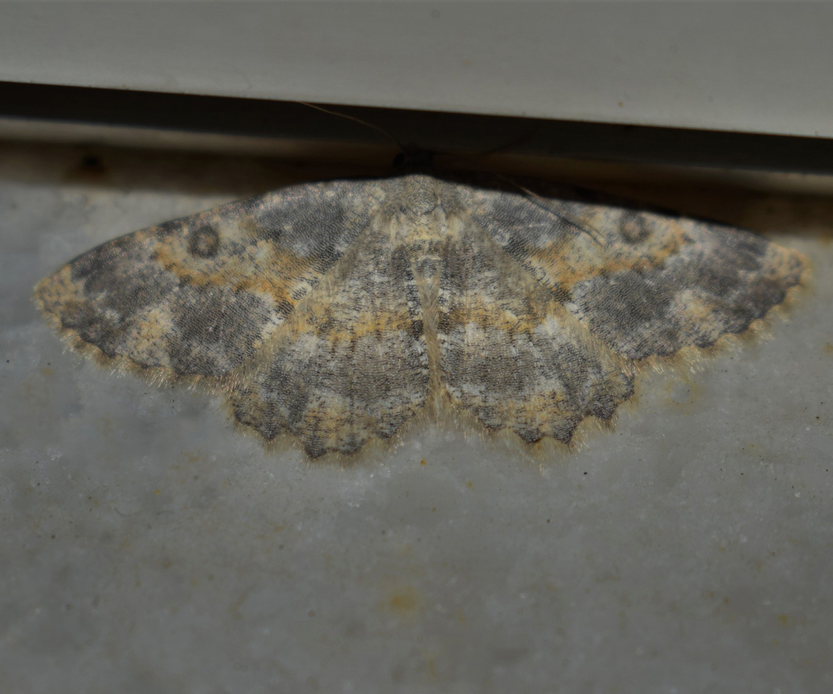 Charissa staudingeri (Geometridae) - Butterflies of Crete