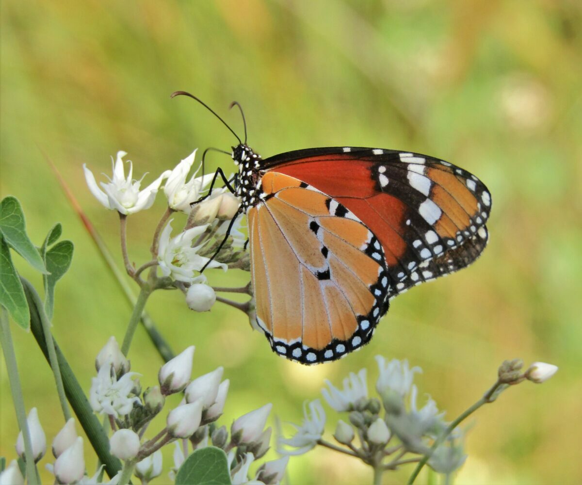 Butterfly species of all families in Crete, Greece in A-Z order