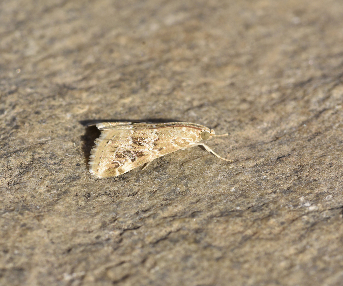 Hellula undalis (Crambidae) - Butterflies of Crete