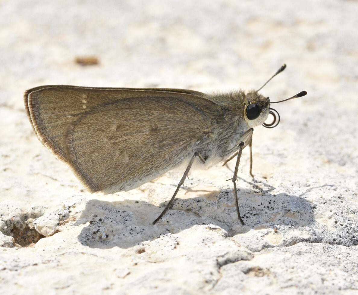 Gegenes pumilio in Crete, Greece (Pigmy Skipper) - butterfliesofcrete.com