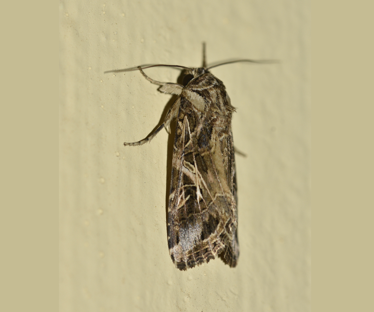 Spodoptera littoralis (Noctuidae) - Butterflies of Crete
