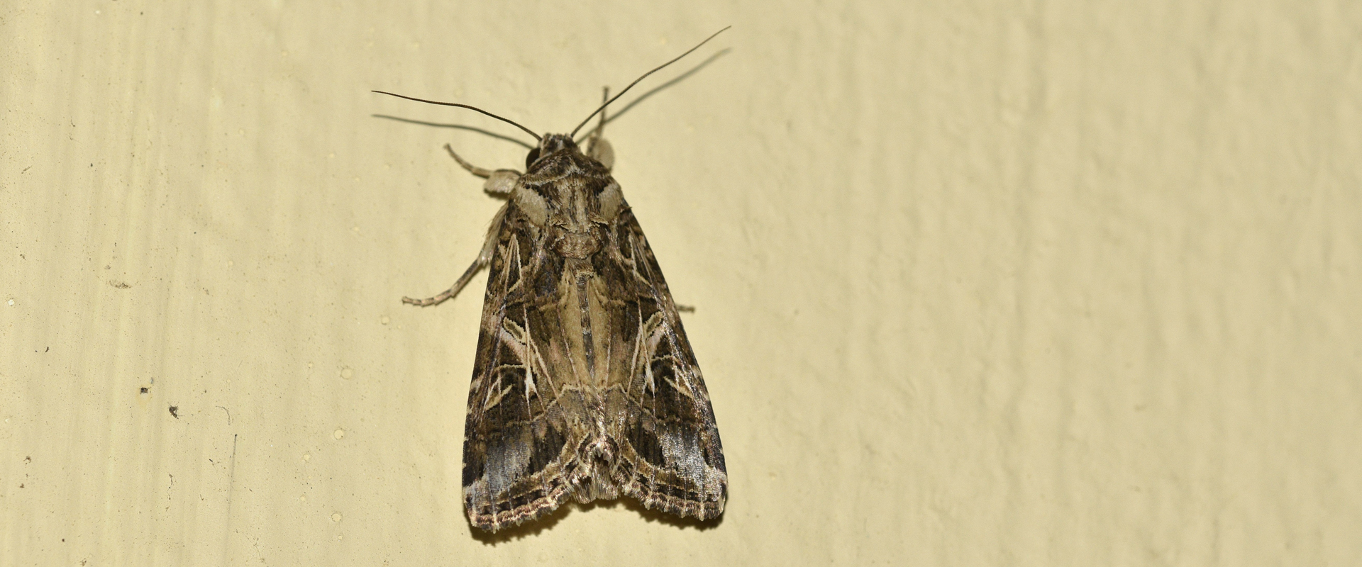 Spodoptera littoralis (Noctuidae) - Butterflies of Crete