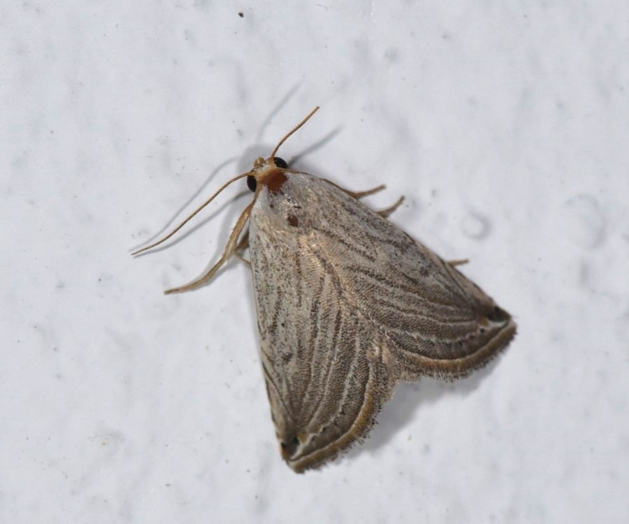 Honeyania ragusana (Erebidae) - Butterflies of Crete