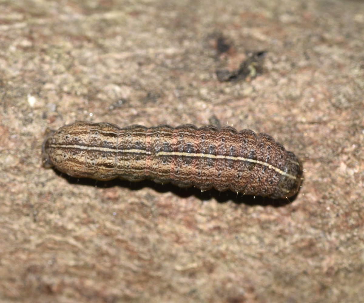 Mythimna ferrago (Noctuidae) - Butterflies of Crete