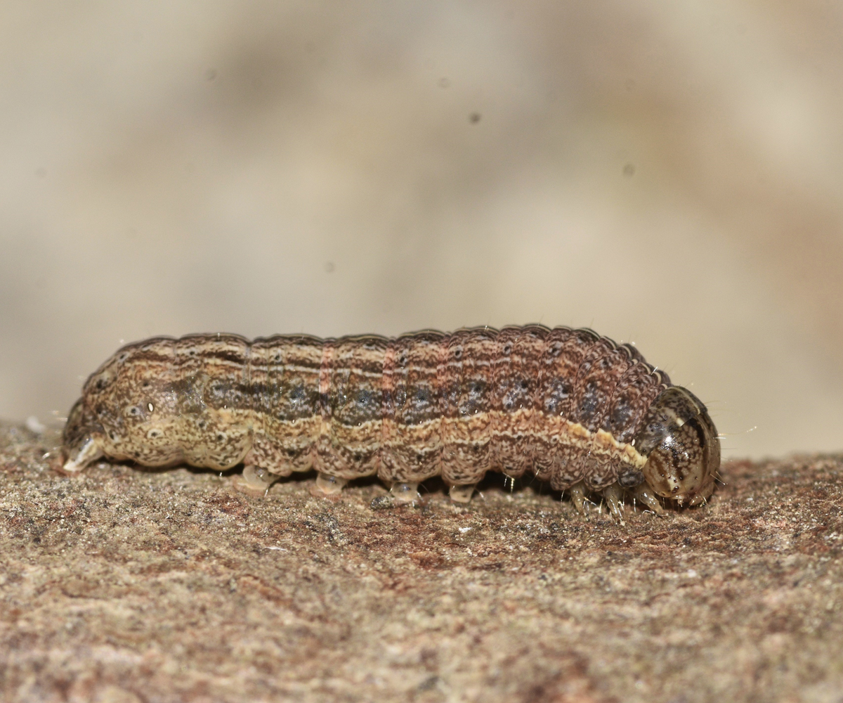 Mythimna ferrago (Noctuidae) - Butterflies of Crete