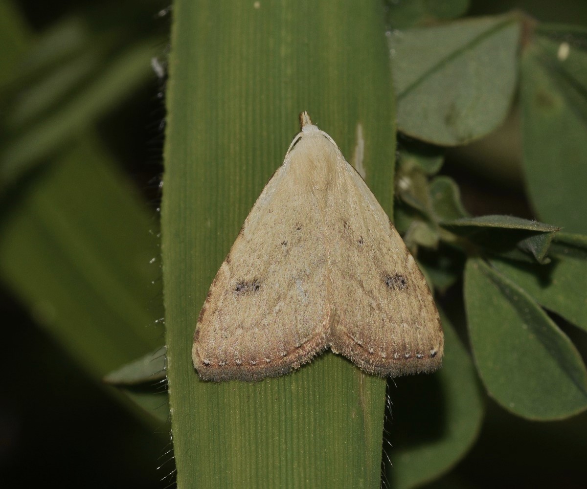 Rivula sericealis (Erebidae) - Butterflies of Crete