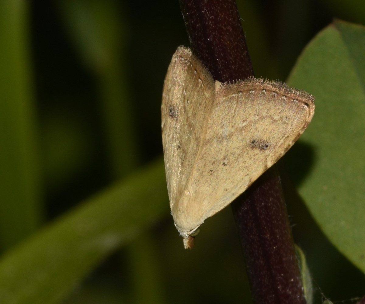 Rivula sericealis (Erebidae) - Butterflies of Crete