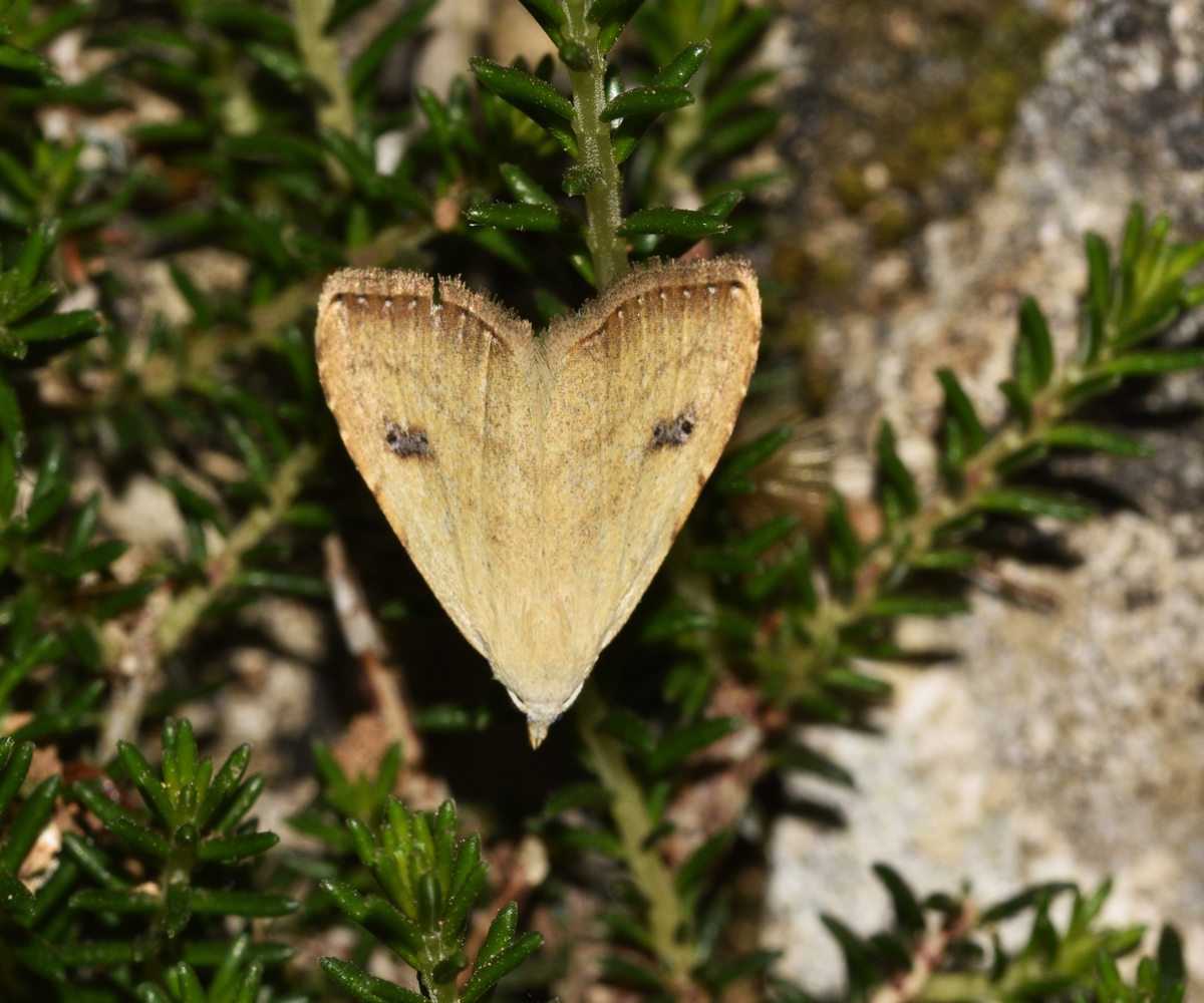 Rivula sericealis (Erebidae) - Butterflies of Crete
