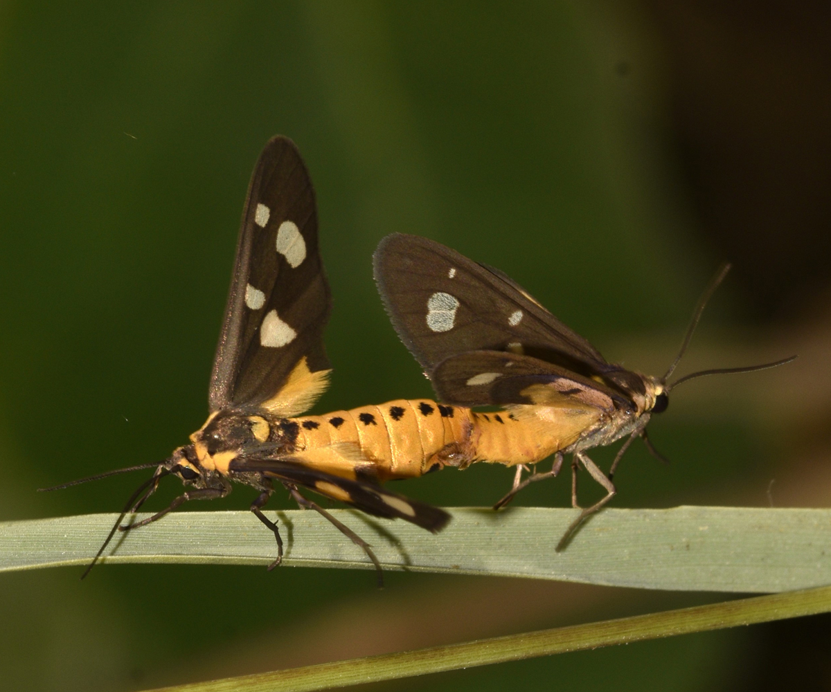 Dysauxes famula (Erebidae) - Butterflies of Crete