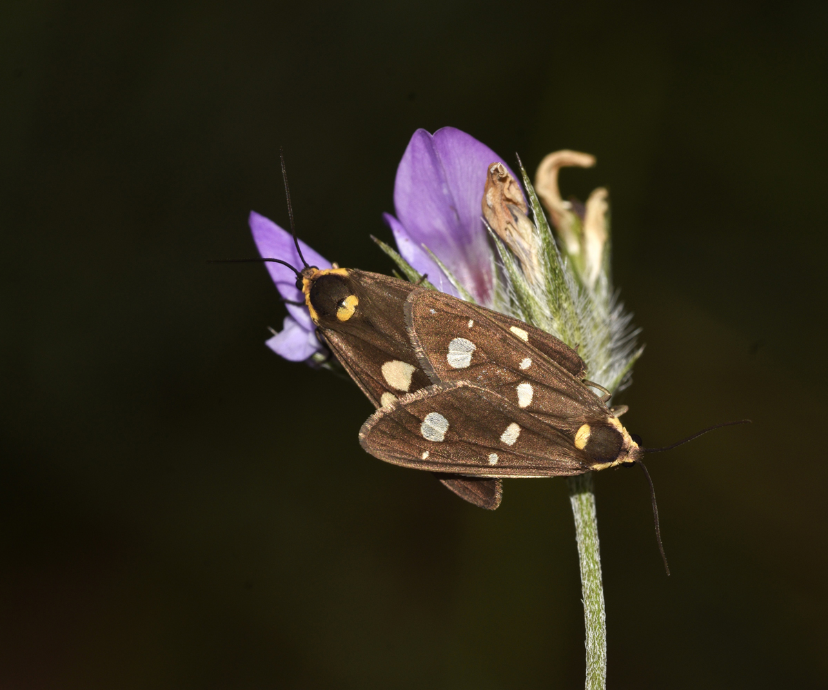 Dysauxes famula (Erebidae) - Butterflies of Crete